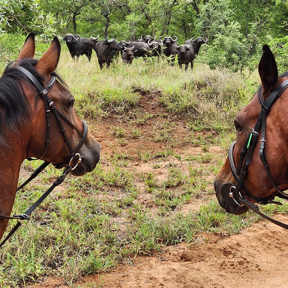 Home - Wild Ride Horse Safaris