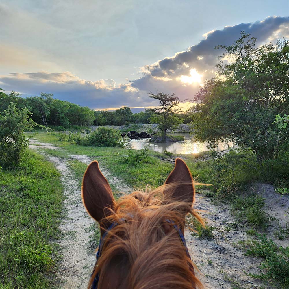 Home - Wild Ride Horse Safaris