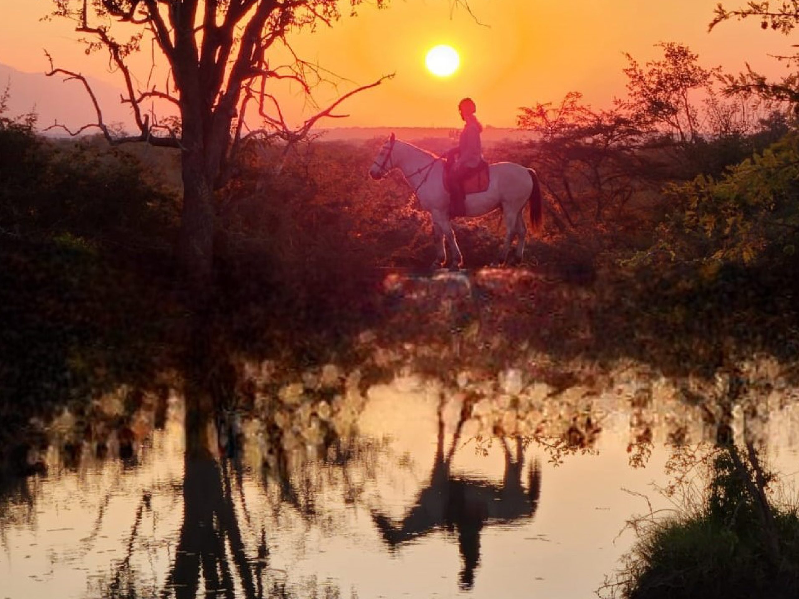 Gallery - Wild Ride Horse Safaris