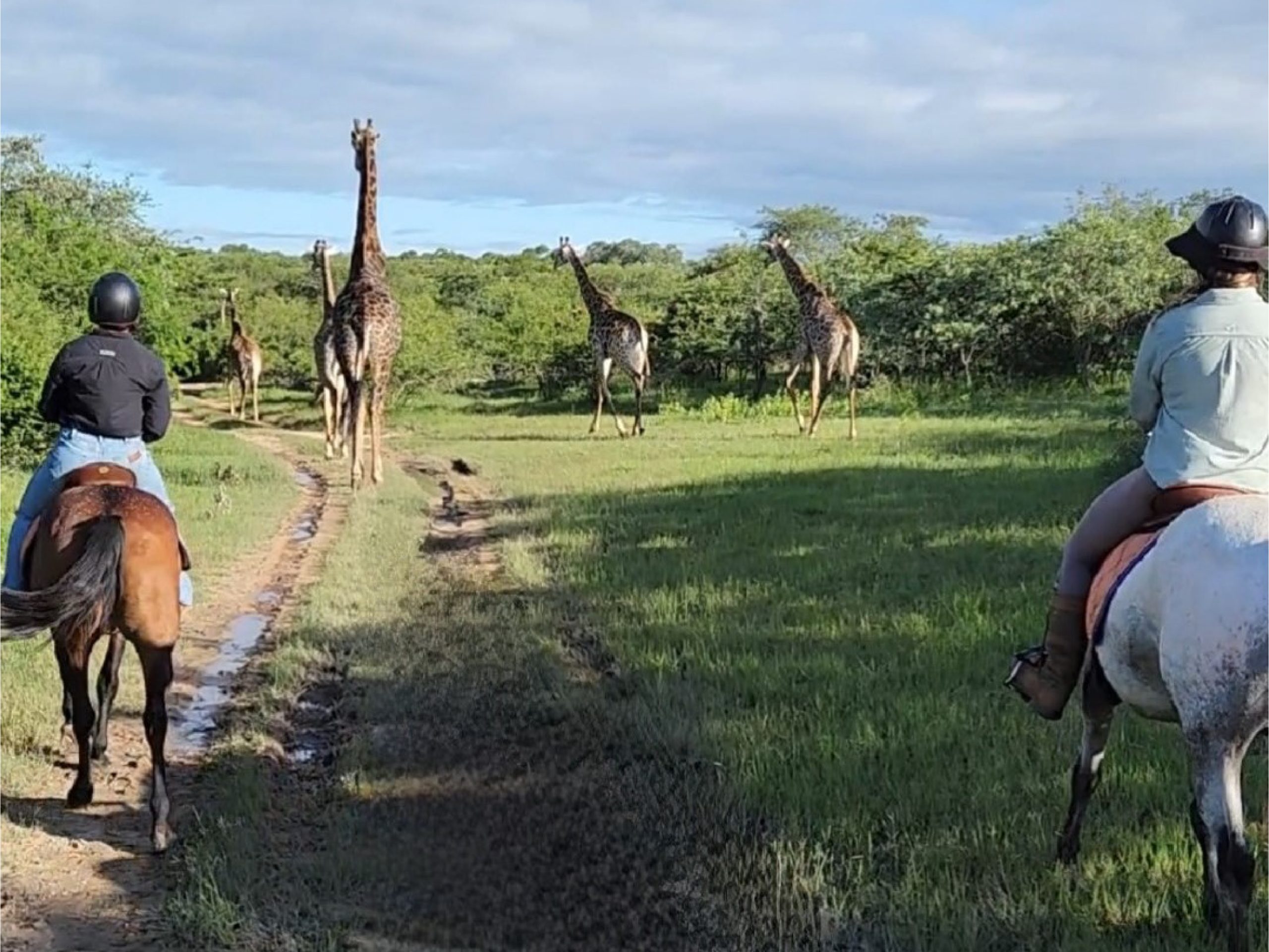 Gallery - Wild Ride Horse Safaris
