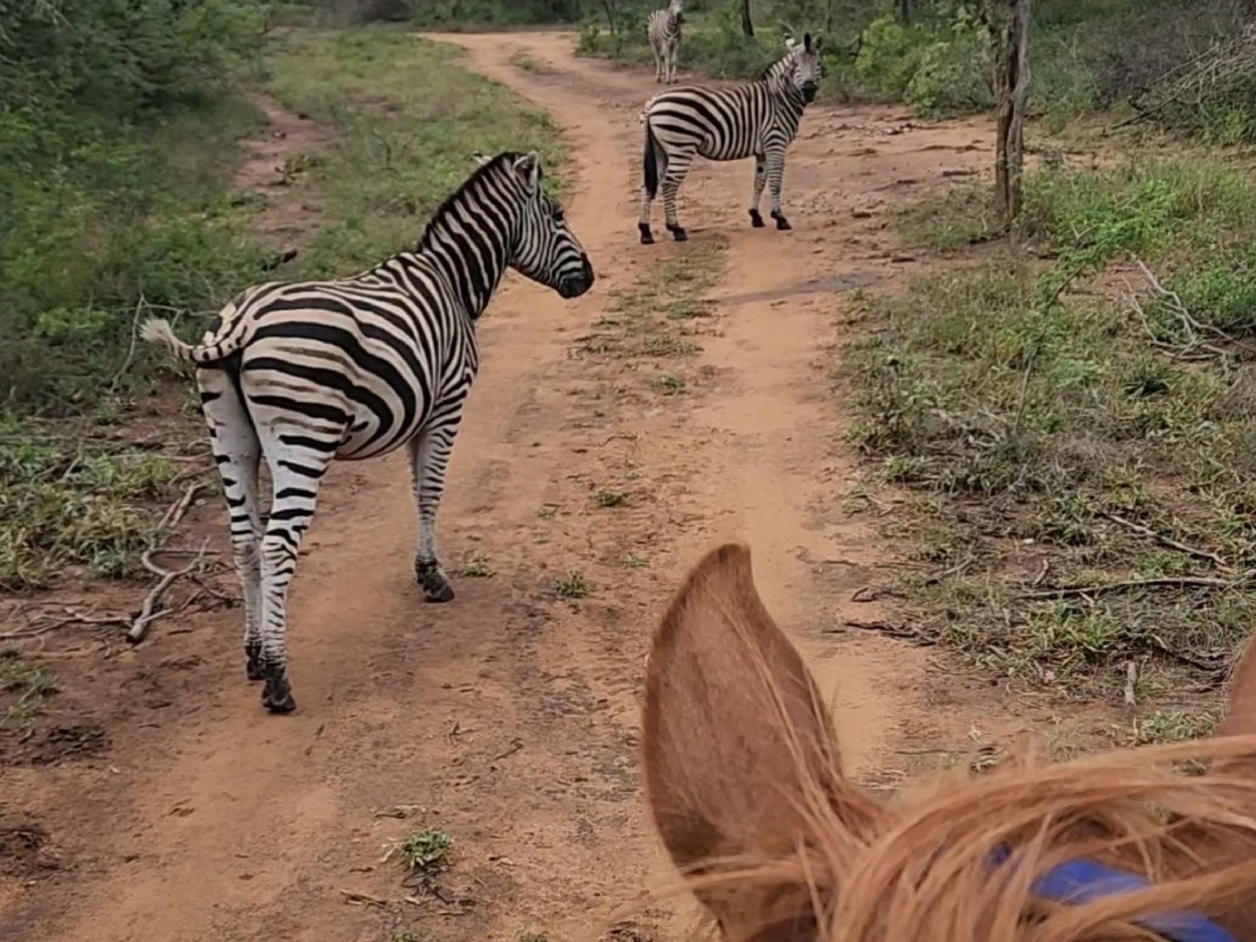 Gallery - Wild Ride Horse Safaris