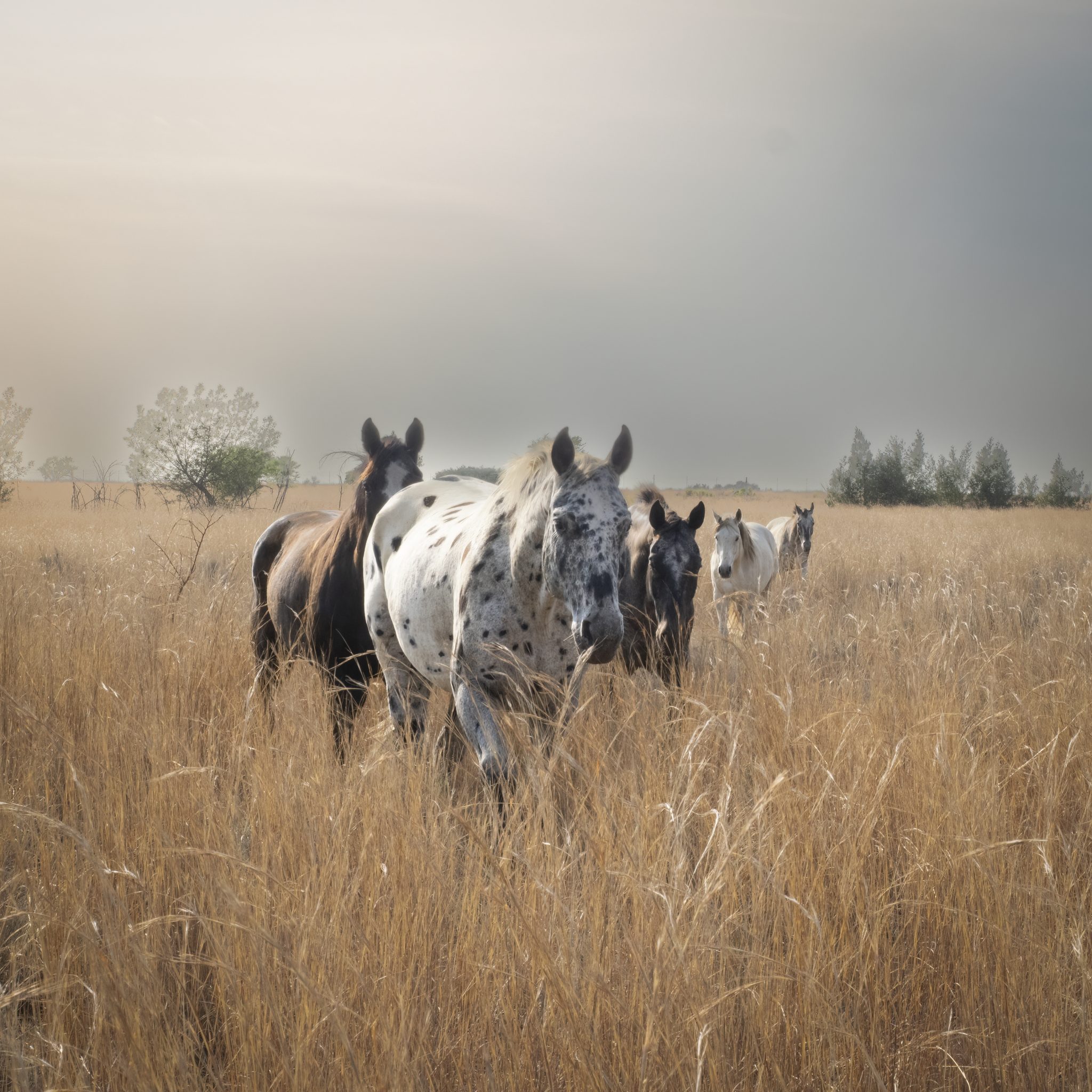 Home - Wild Ride Horse Safaris